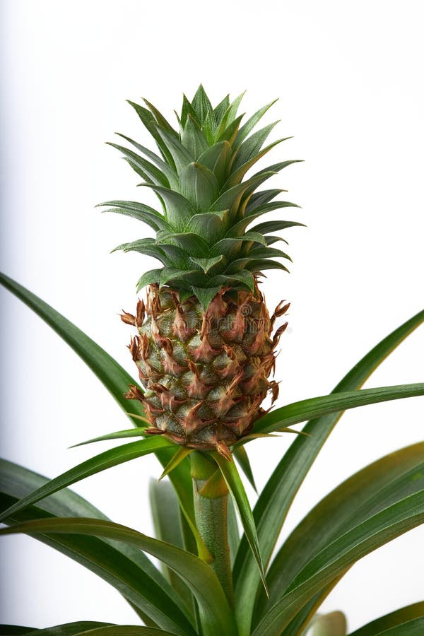 429 Pineapple Ananas Comosus Growing Plant Stock Photos - Free ...