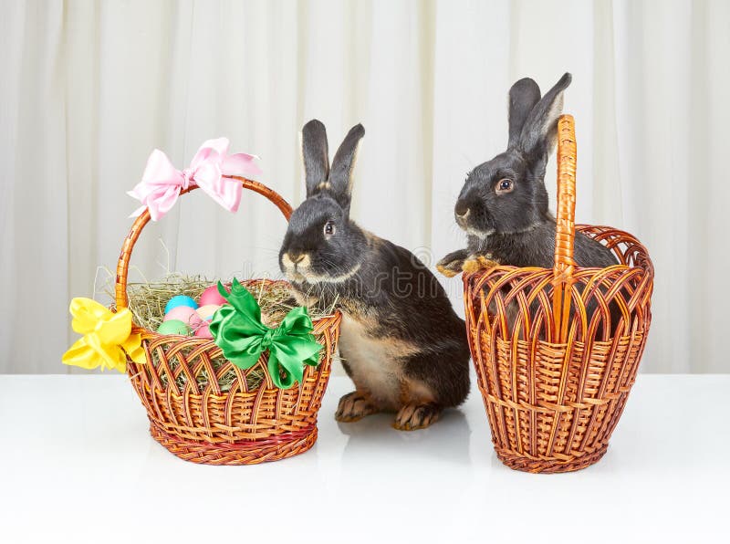 On White Background Rabbit in a Basket and Bunny Near a Basket with ...