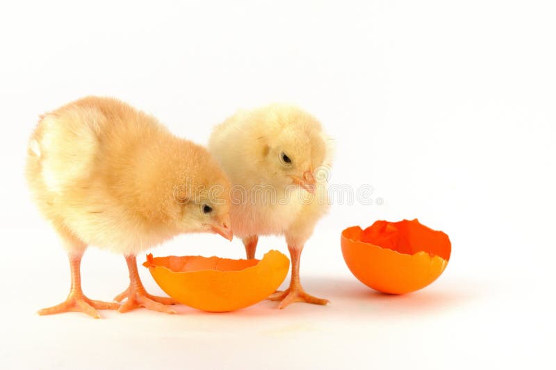 Two Little Chicks Examine the Orange Eggshells they Came from Stock ...