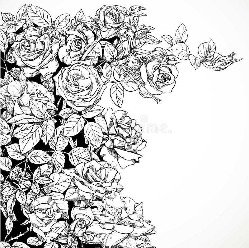 Climbing Roses Stock Illustrations – 501 Climbing Roses Stock ...