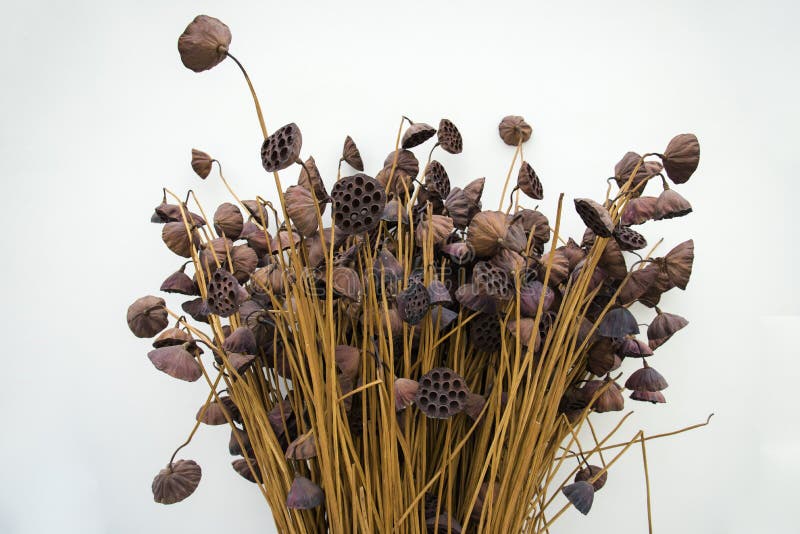 The Withered Lotus Root in Winter Stock Image - Image of unmanned ...