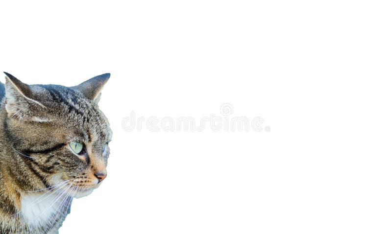 Head of a Cat with Empty White Text Space Stock Image - Image of empty ...