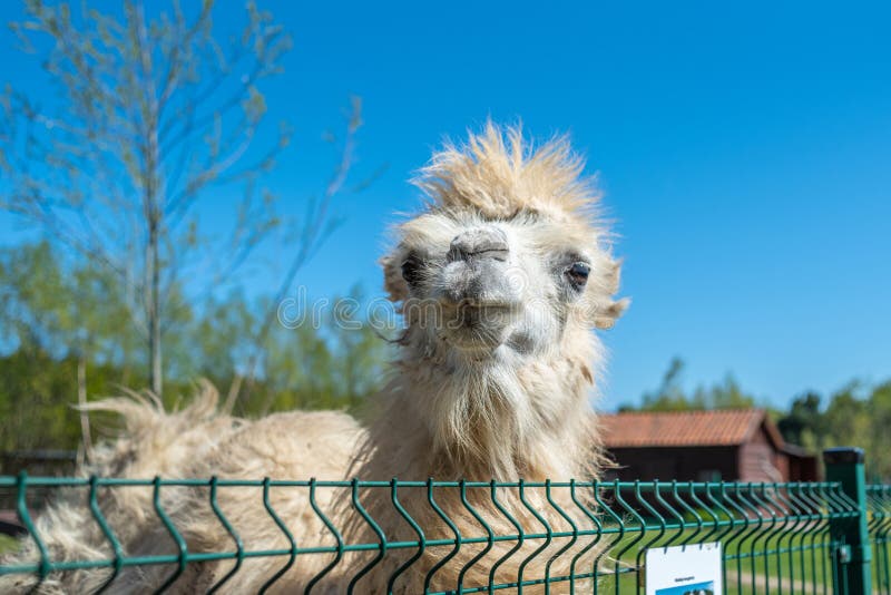 White Bactrian Camel Close-up. Funny Camel on the Farm Stock Photo ...