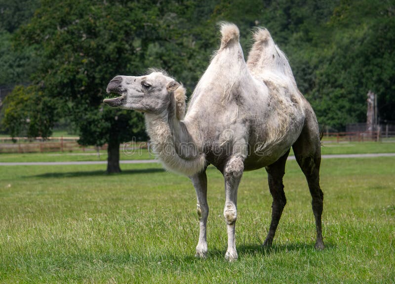 White Bactrian Camel Outside in the Nature. Stock Image - Image of ...