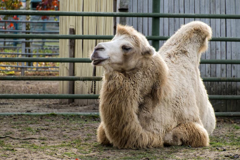 White Bactrian Camel Resting on the Ground Stock Image - Image of ship ...