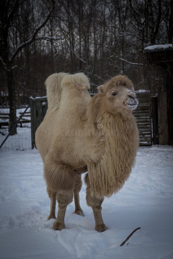 White bactrian Camel stock image. Image of bird, desert - 270187197