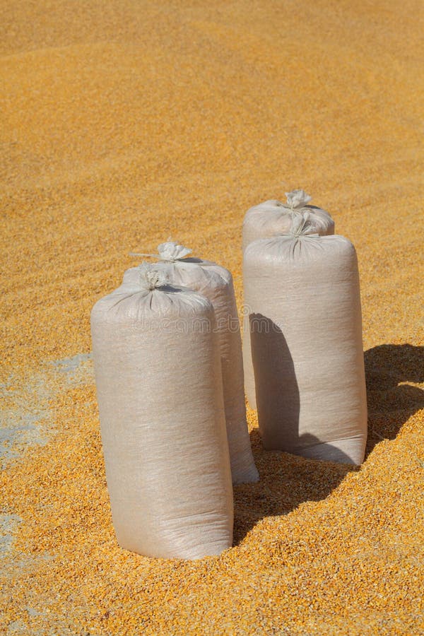 White Bags with Corn at Heap of Crop Stock Image - Image of burlap ...