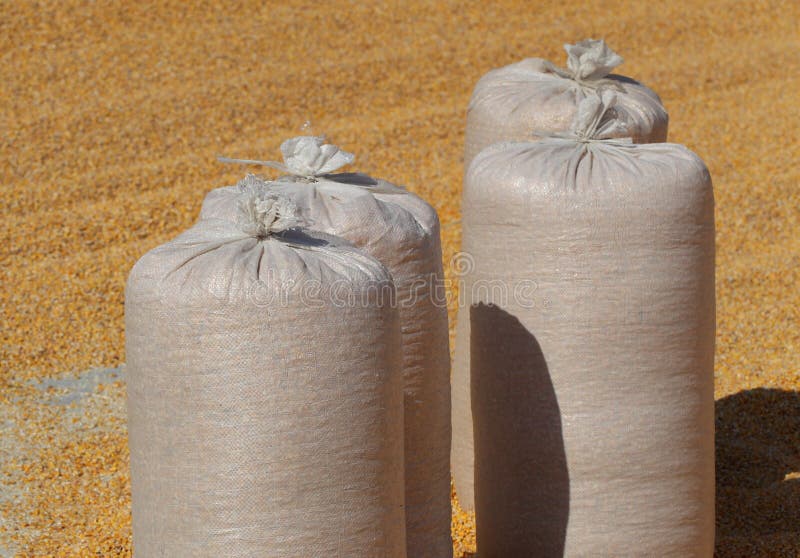 White Bags with Corn at Heap of Crop Stock Photo - Image of corn, maize ...