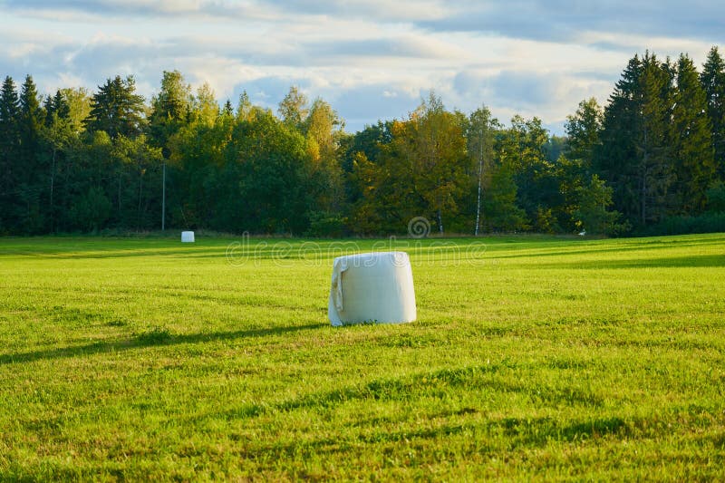 White Bales of Hay on the Field. Stock Image - Image of farm, bale ...