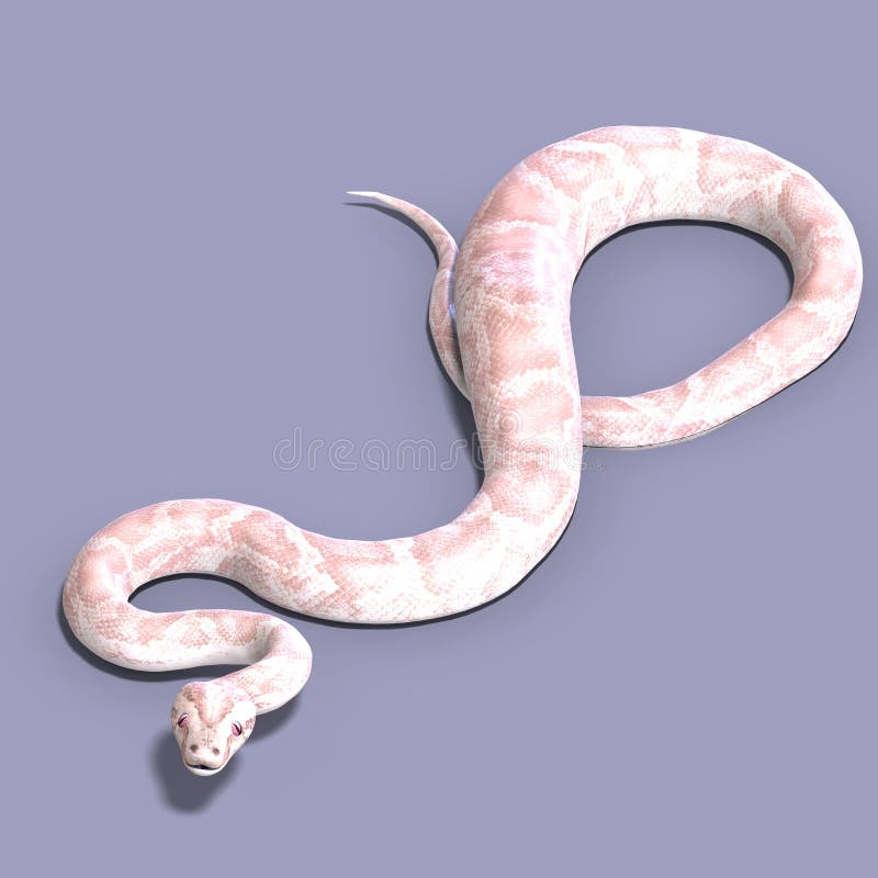 White ball python stock illustration. Illustration of hazardous - 10495272