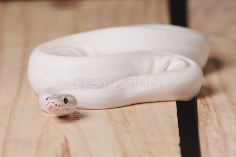 White ball python snake stock image. Image of white, wood - 79020163