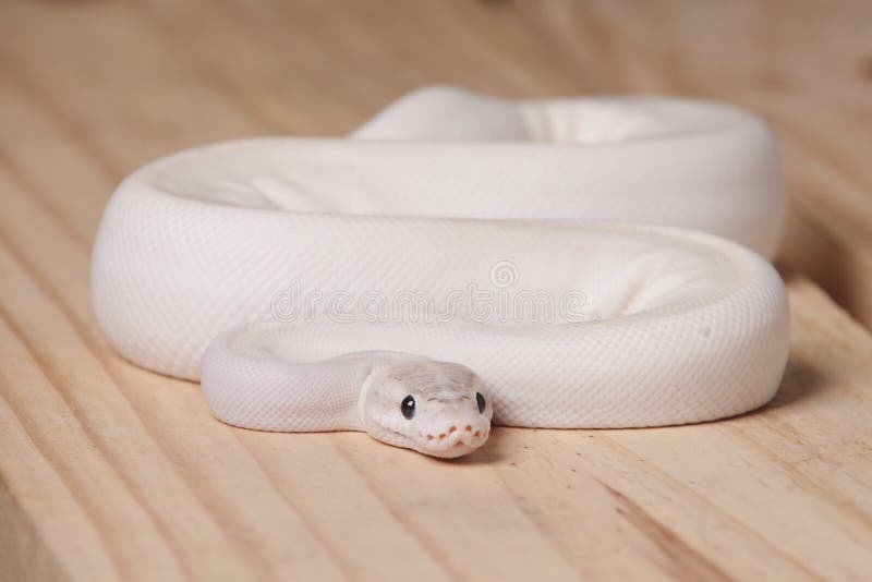 White ball python snake stock image. Image of light, table - 79020135