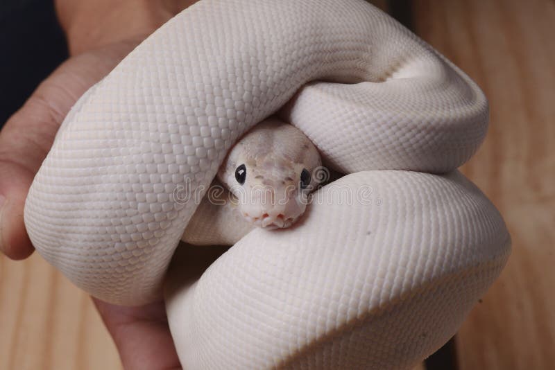 White ball python snake stock image. Image of white, wood - 79020163