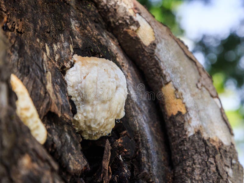 Ball of Sycamore Tree Sap stock photo. Image of resin - 128549572
