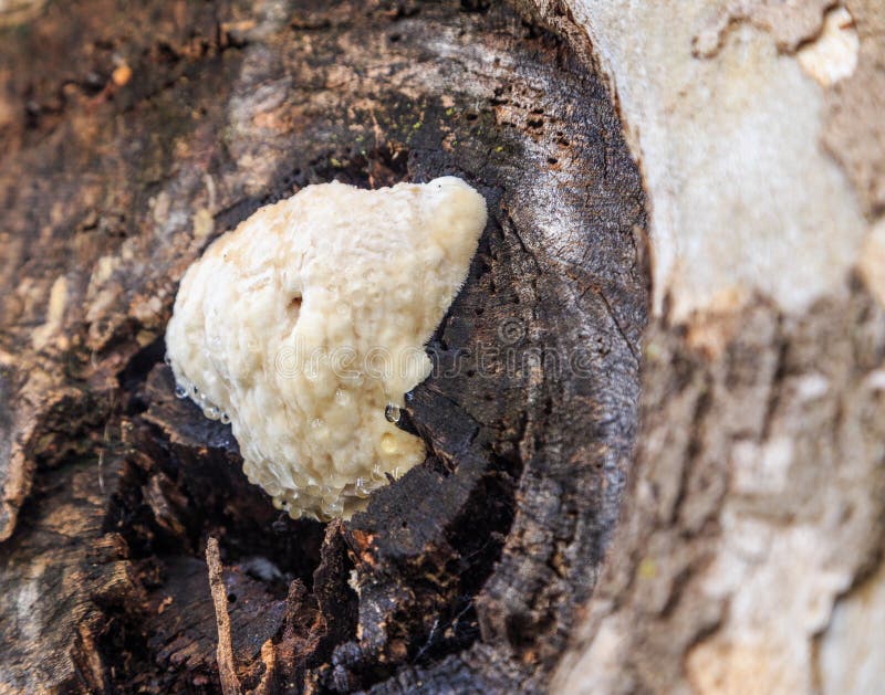 Ball of Sycamore Tree Sap stock photo. Image of resin - 128549572