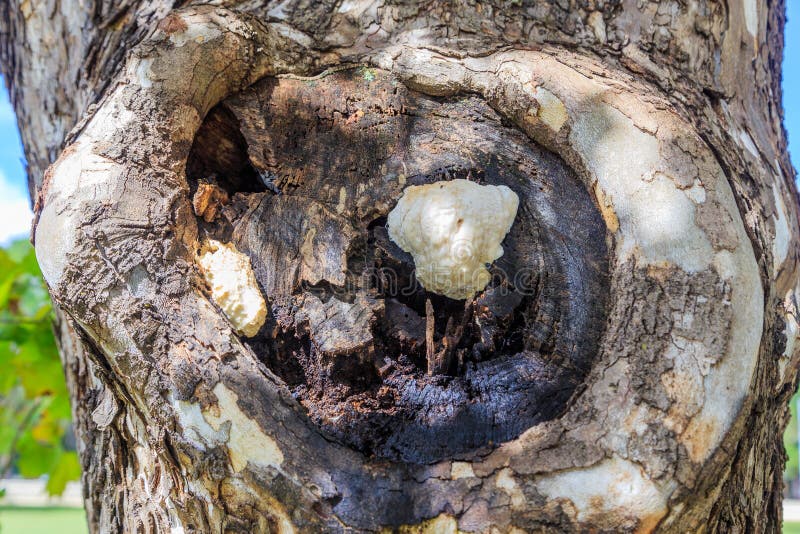 Ball of Sycamore Tree Sap stock photo. Image of resin - 128549572