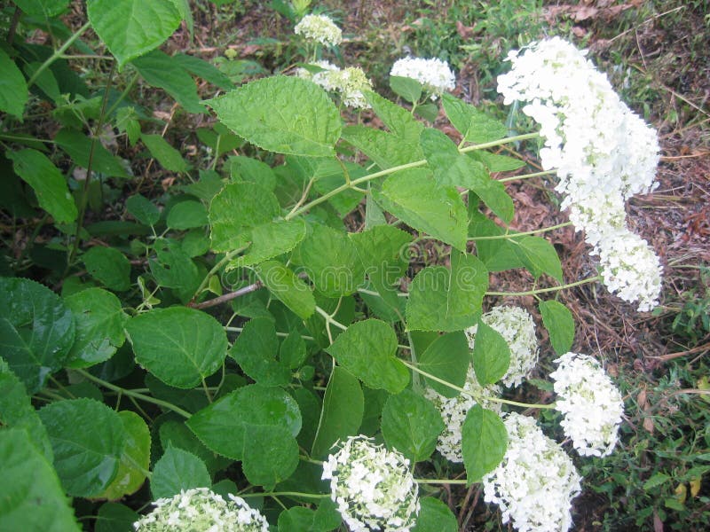 White balls stock image. Image of bush, inflorescence - 152286529