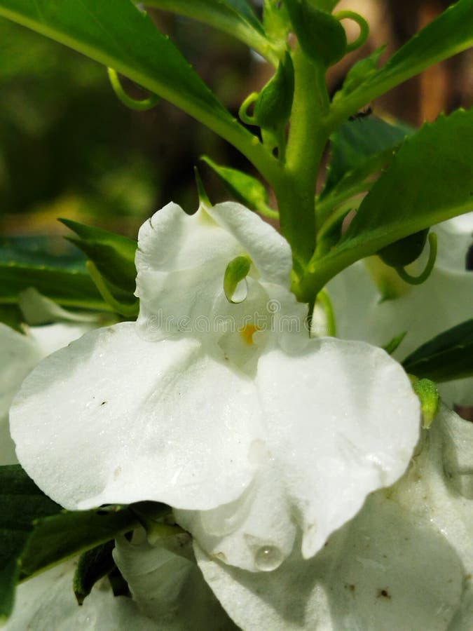 White balsamina flower stock photo. Image of white, balsaminaceae ...
