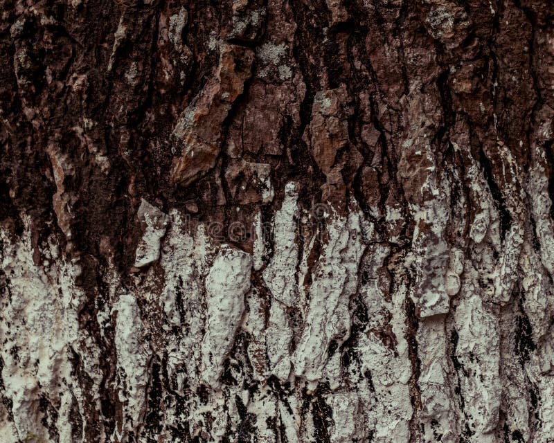 White Band Painted on the Base of a Tree. Stock Image - Image of matter ...