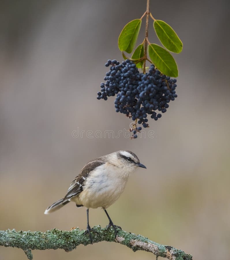 White banded Mockingbird, stock image. Image of grapes - 196540801