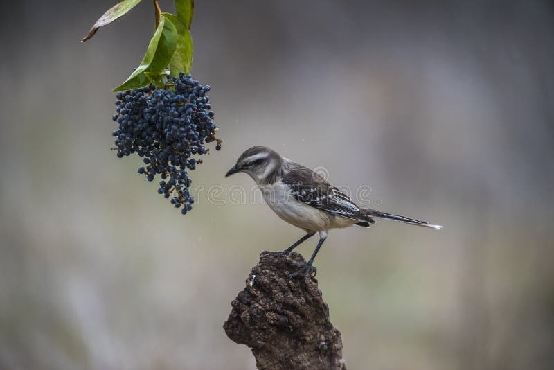 White banded Mockingbird, stock image. Image of feeding - 197142835