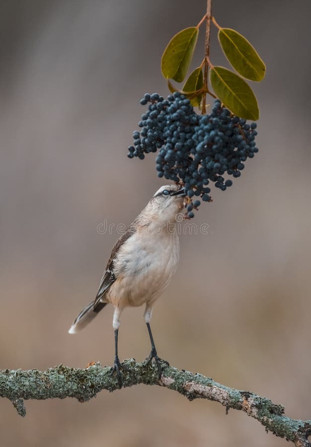 White banded Mockingbird, stock photo. Image of south - 197262108