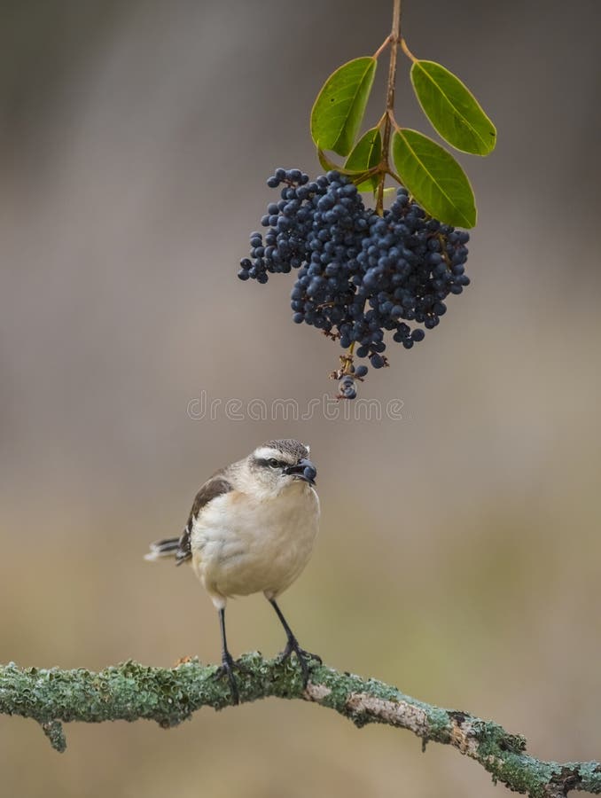 White banded Mockingbird, stock photo. Image of life - 197262142