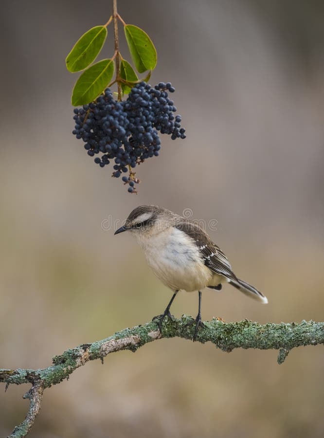White banded Mockingbird, stock image. Image of mockingbird - 197262175