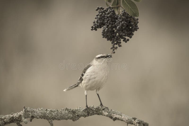 White banded Mockingbird, stock image. Image of fruit - 197504535