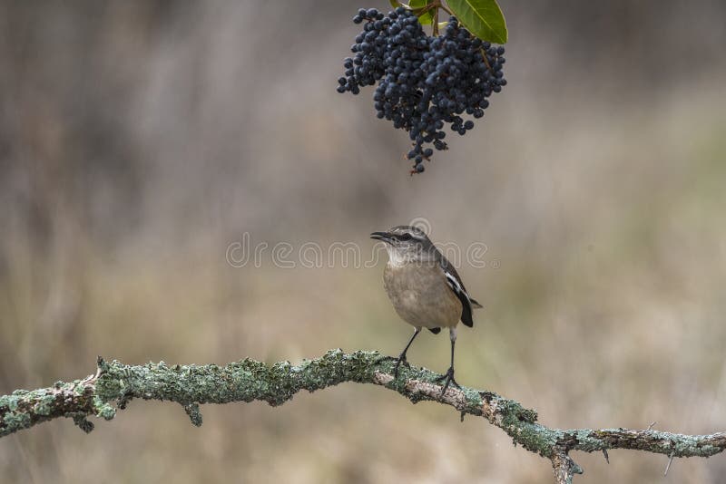White banded Mockingbird, stock image. Image of birdwatching - 197723229