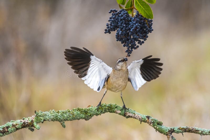 White banded Mockingbird, stock image. Image of birdwatching - 198422513