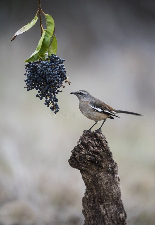 White banded Mockingbird, stock photo. Image of berries - 199117866