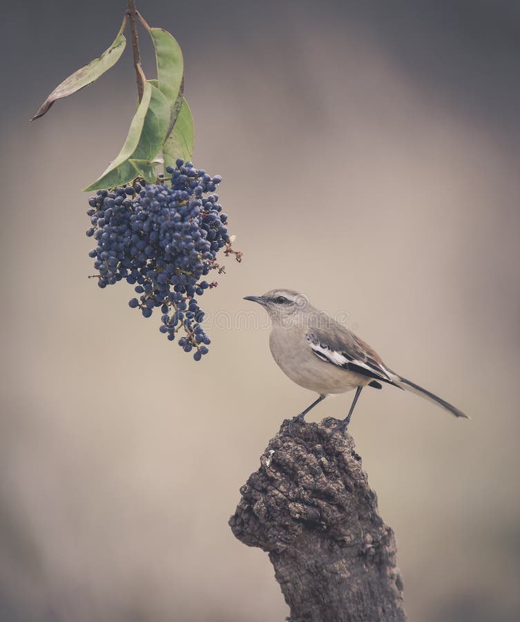 White banded Mockingbird, stock photo. Image of banded - 199117884
