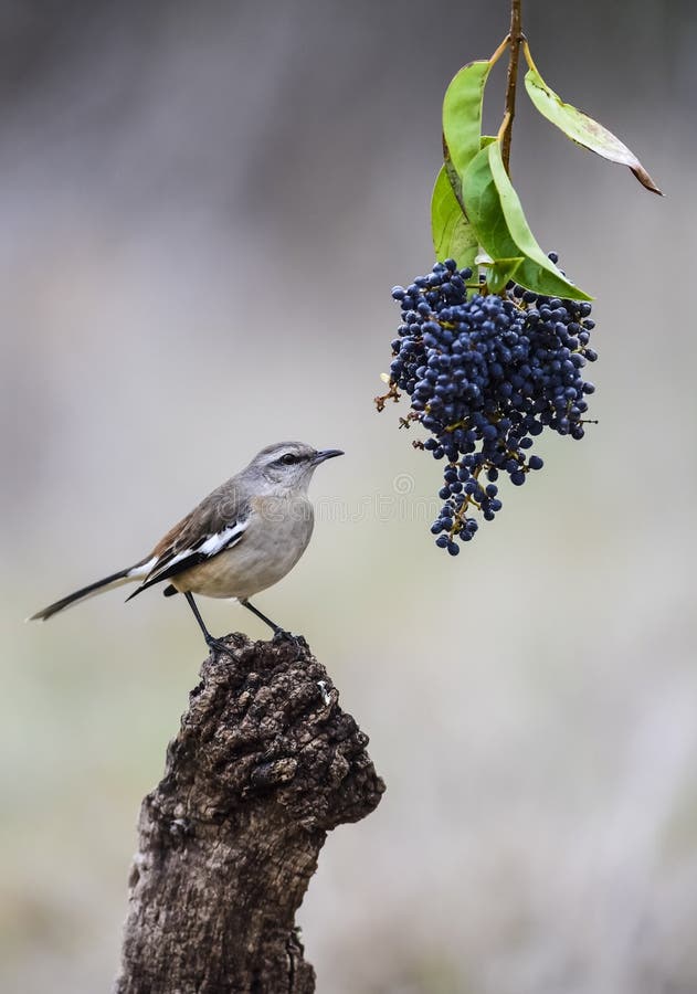 White banded Mockingbird, stock image. Image of region - 199117911