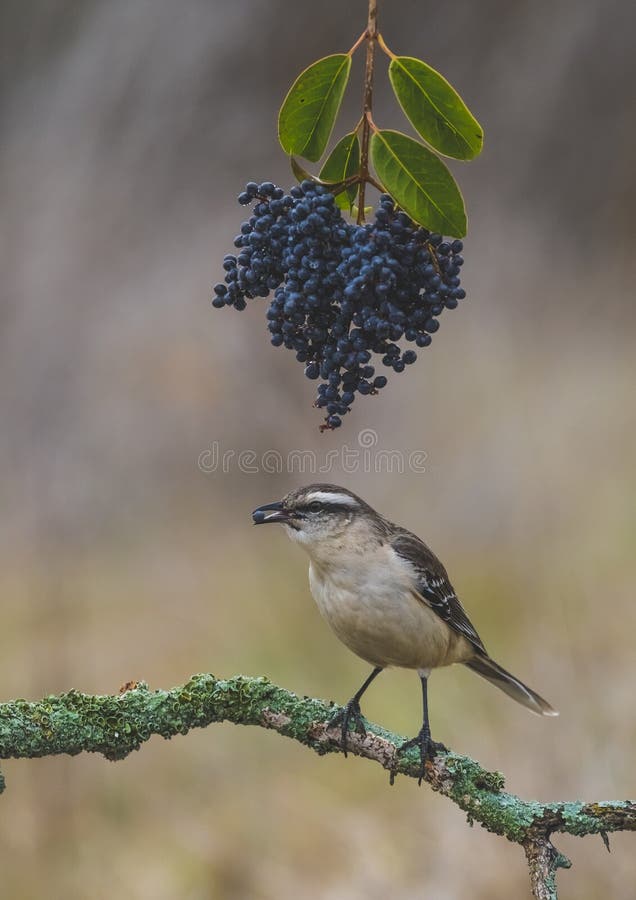 White banded Mockingbird, stock image. Image of spring - 199614611