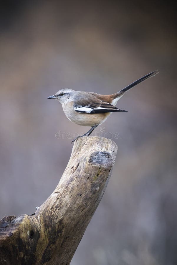 White banded Mockingbird, stock photo. Image of forest - 200054920