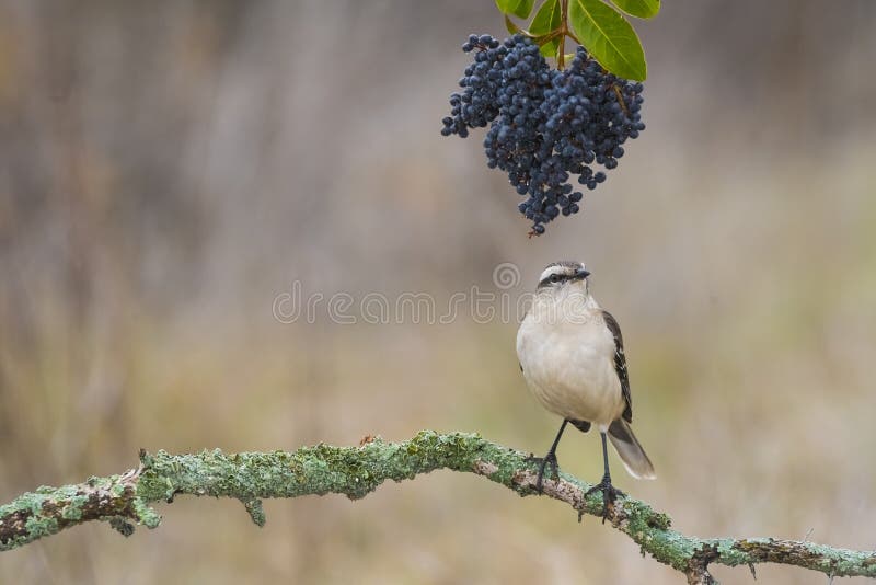 White banded Mockingbird, stock image. Image of autumn - 201411113