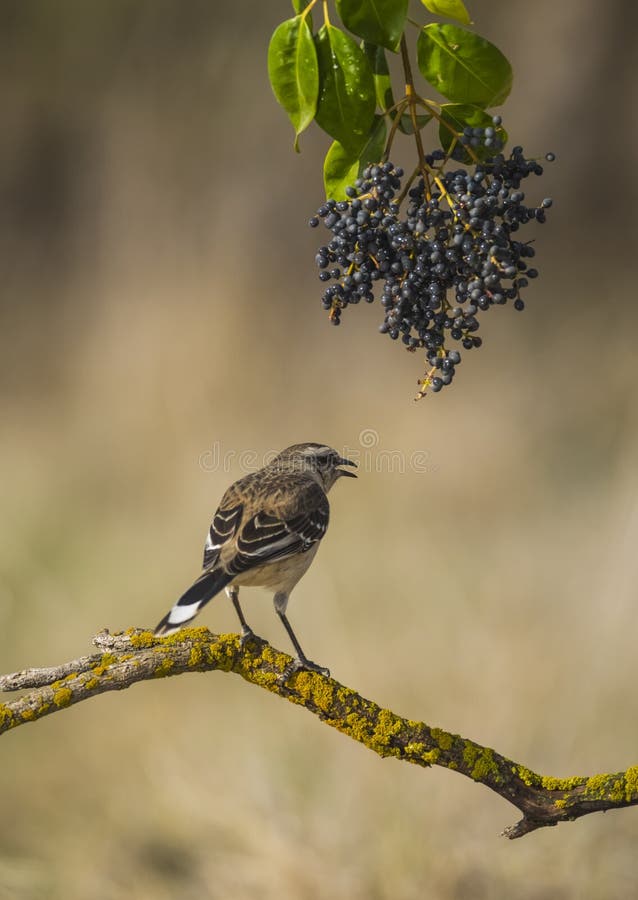 White banded Mockingbird, stock image. Image of bird - 206870759