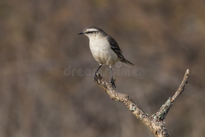 White banded Mockingbird, stock photo. Image of mockingbird - 212844976