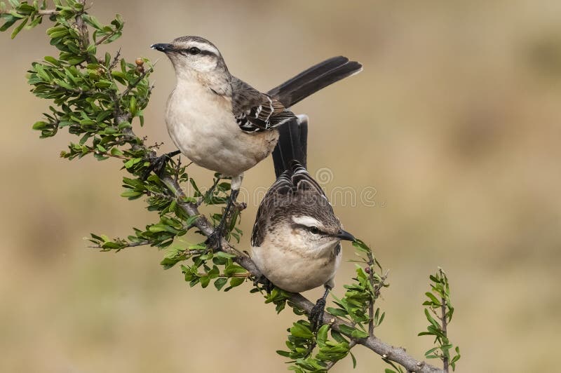 White Banded Mokingbird, in Spinal Forest Environment Stock Photo ...