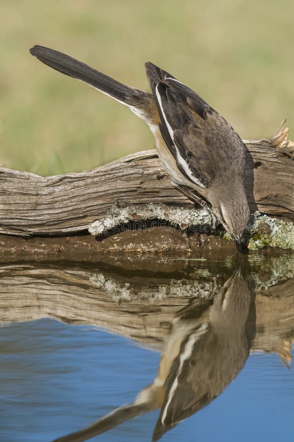 White Banded Mokingbird, in Spinal Forest Environment , Stock Image ...