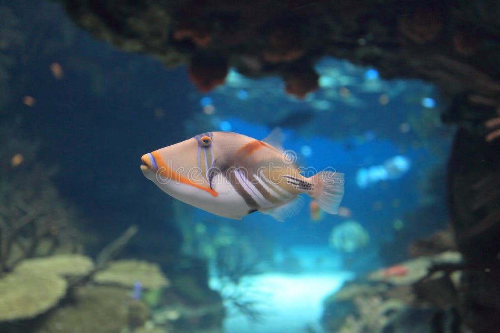 White-banded triggerfish stock image. Image of white - 48281695