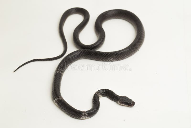 Laotian Wolf Snake Lycodon Laoensis Stock Image - Image of long, black ...