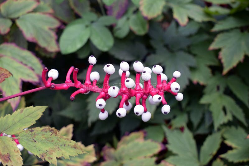 White Baneberry (Actaea Alba) Stock Photo - Image of berry, science ...