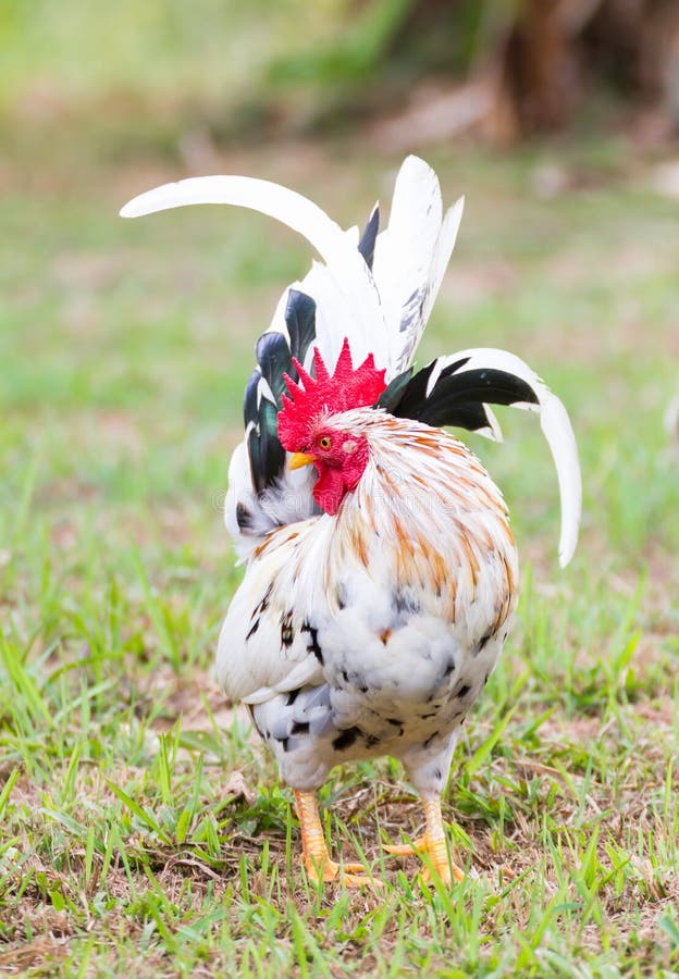 White Bantam stock image. Image of male, outdoors, livestock - 28644817