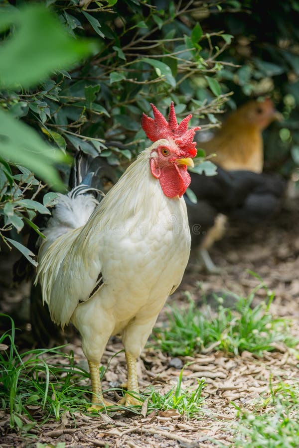 White Bantam Chicken in a Natural Farm Stock Image - Image of food ...