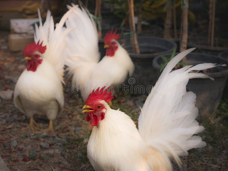 White Bantam Crows stock image. Image of natural, doodle - 122286219