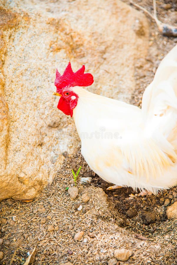 White Bantam on the ground stock image. Image of beautiful - 178980661