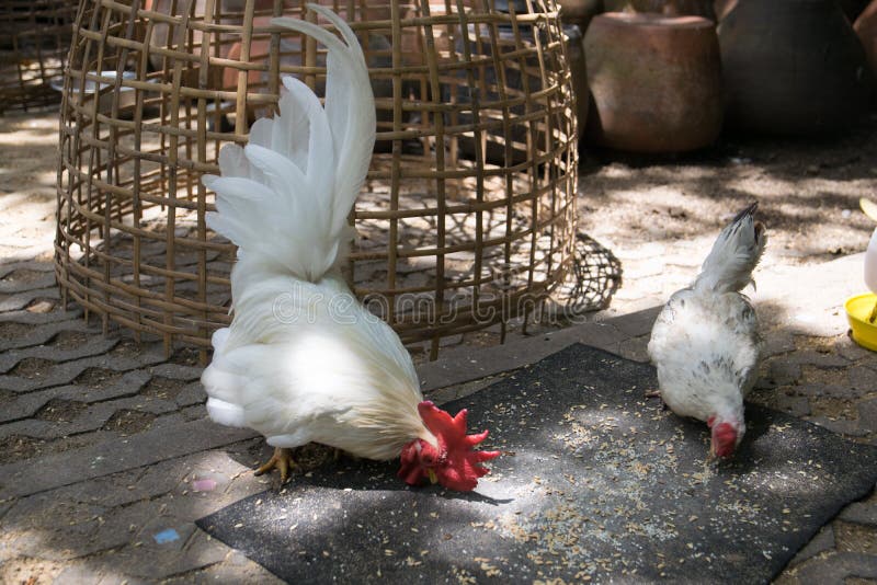 White bantam in the garden stock image. Image of folk - 64820119