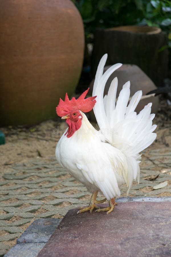 White bantam in the garden stock image. Image of livestock - 64820325